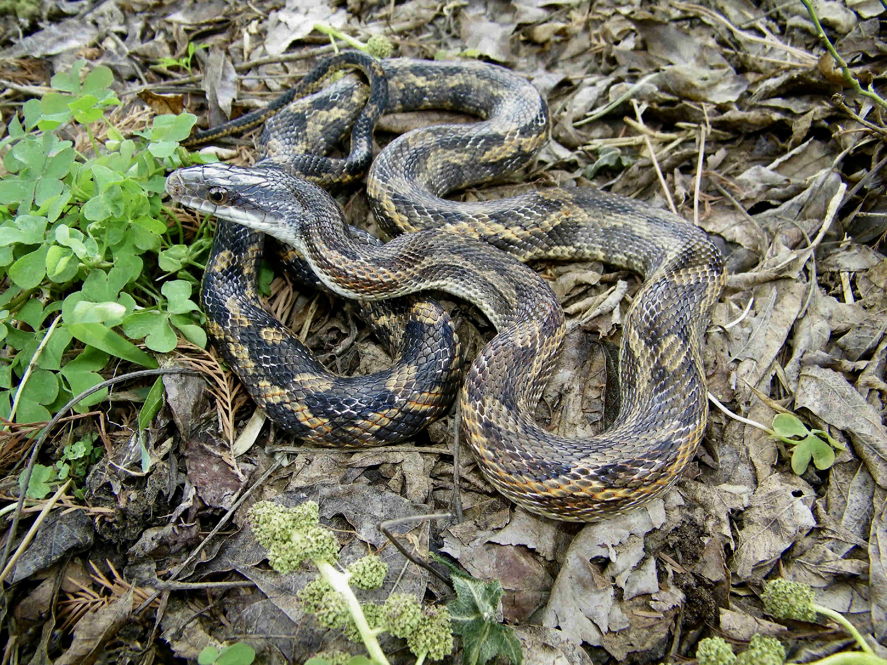 The Western (or “Texas”) Ratsnake | Our Lives In Nature
