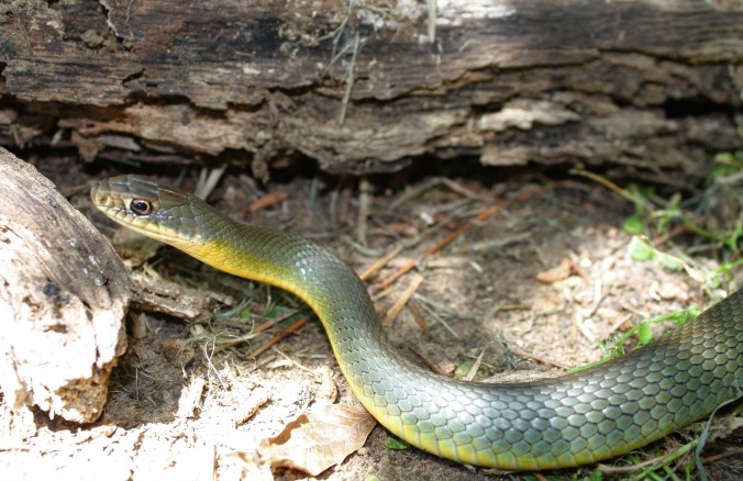 The Racer and the Jump to Light Speed | Our Lives In Nature