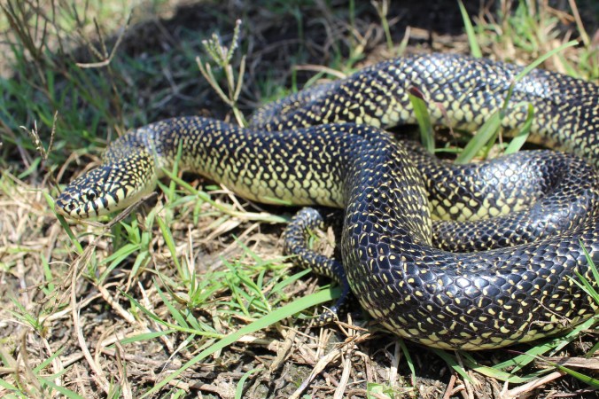 The Speckled Kingsnake | Our Lives In Nature