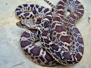 The Bullsnake Can Be a Gentle Giant | Our Lives In Nature