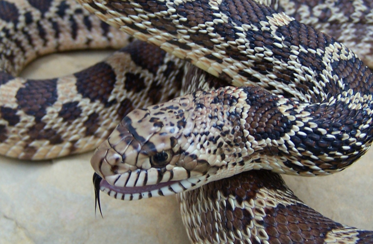 The Bullsnake Can Be a Gentle Giant | Our Lives In Nature