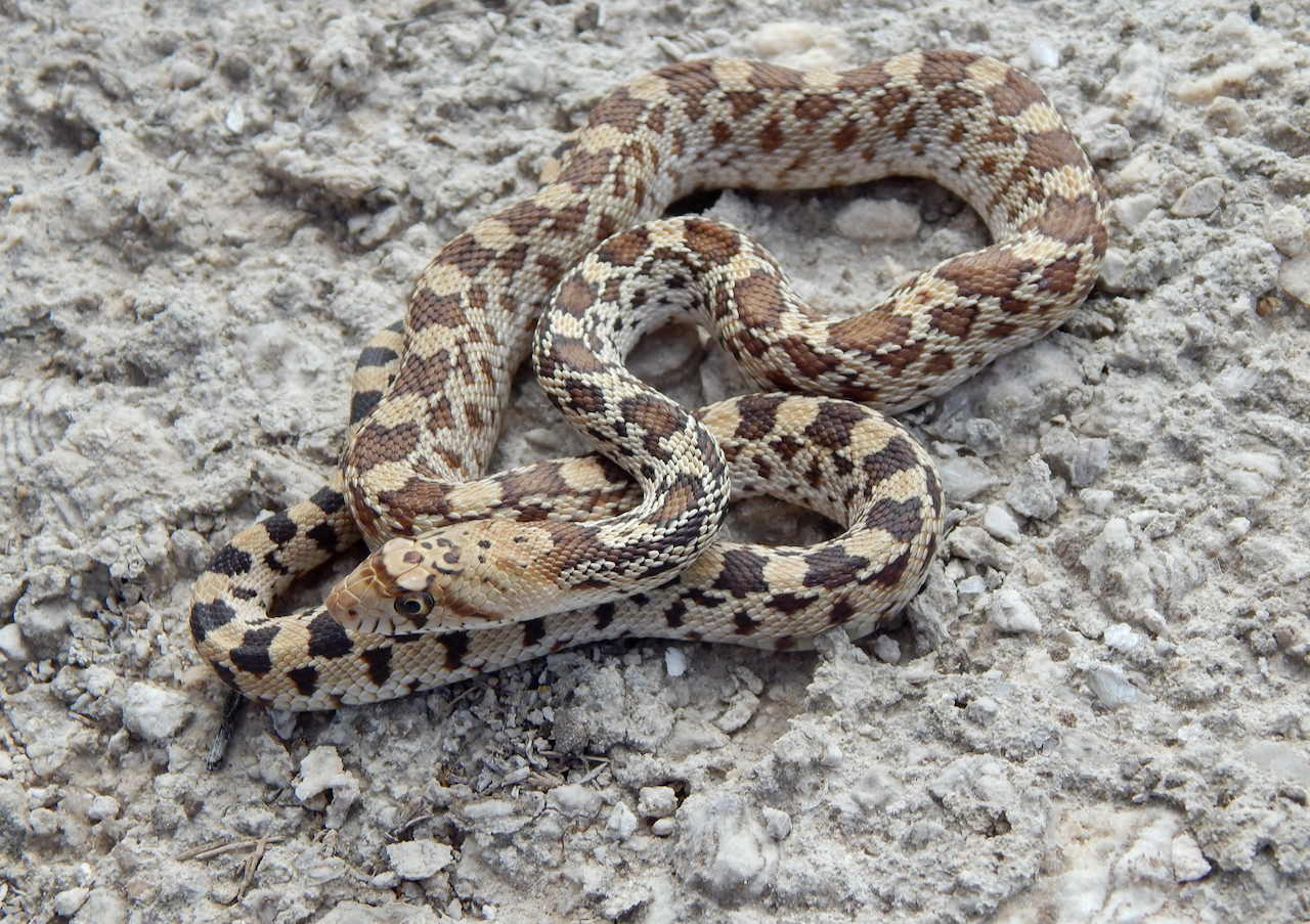 The Bullsnake Can Be a Gentle Giant | Our Lives In Nature