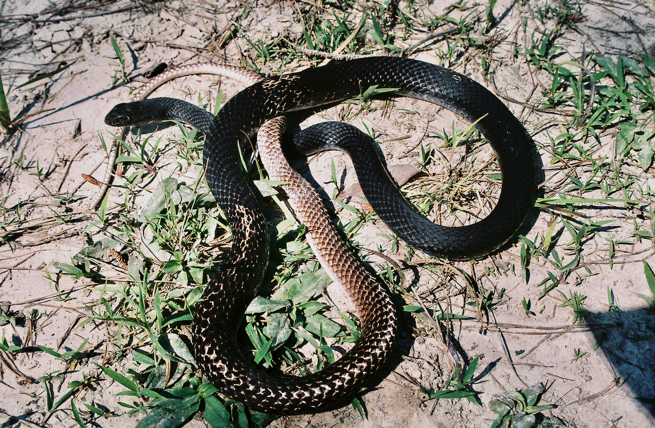 A Most Athletic Snake | Our Lives In Nature