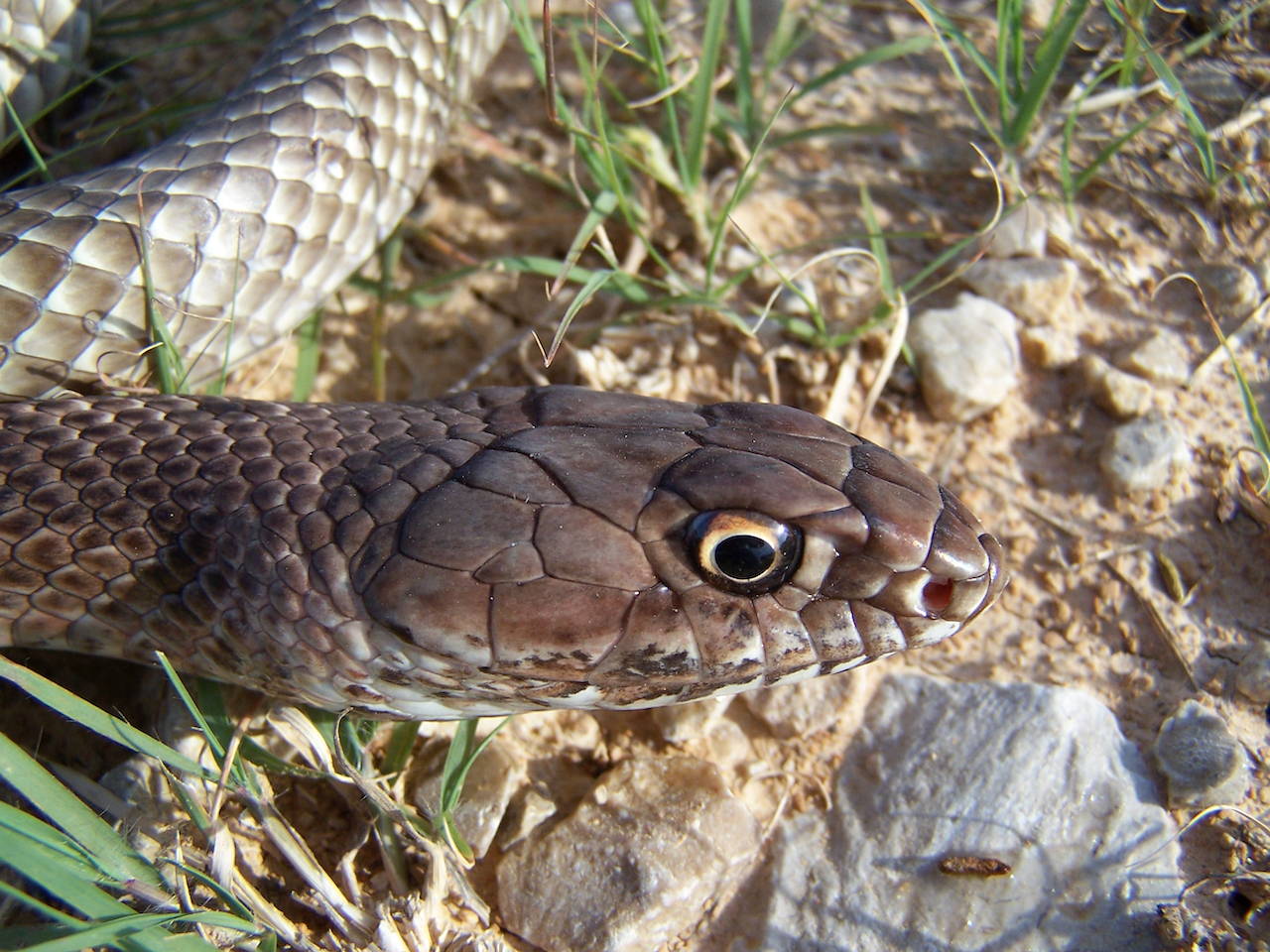 A Most Athletic Snake | Our Lives In Nature