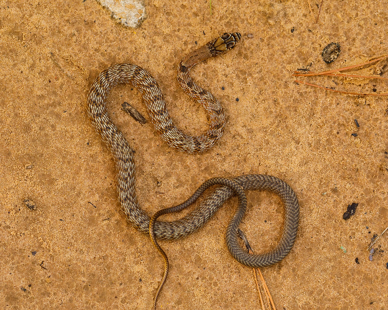 A Most Athletic Snake | Our Lives In Nature