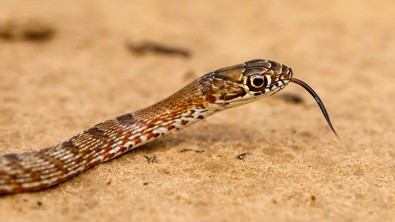 A Most Athletic Snake | Our Lives In Nature