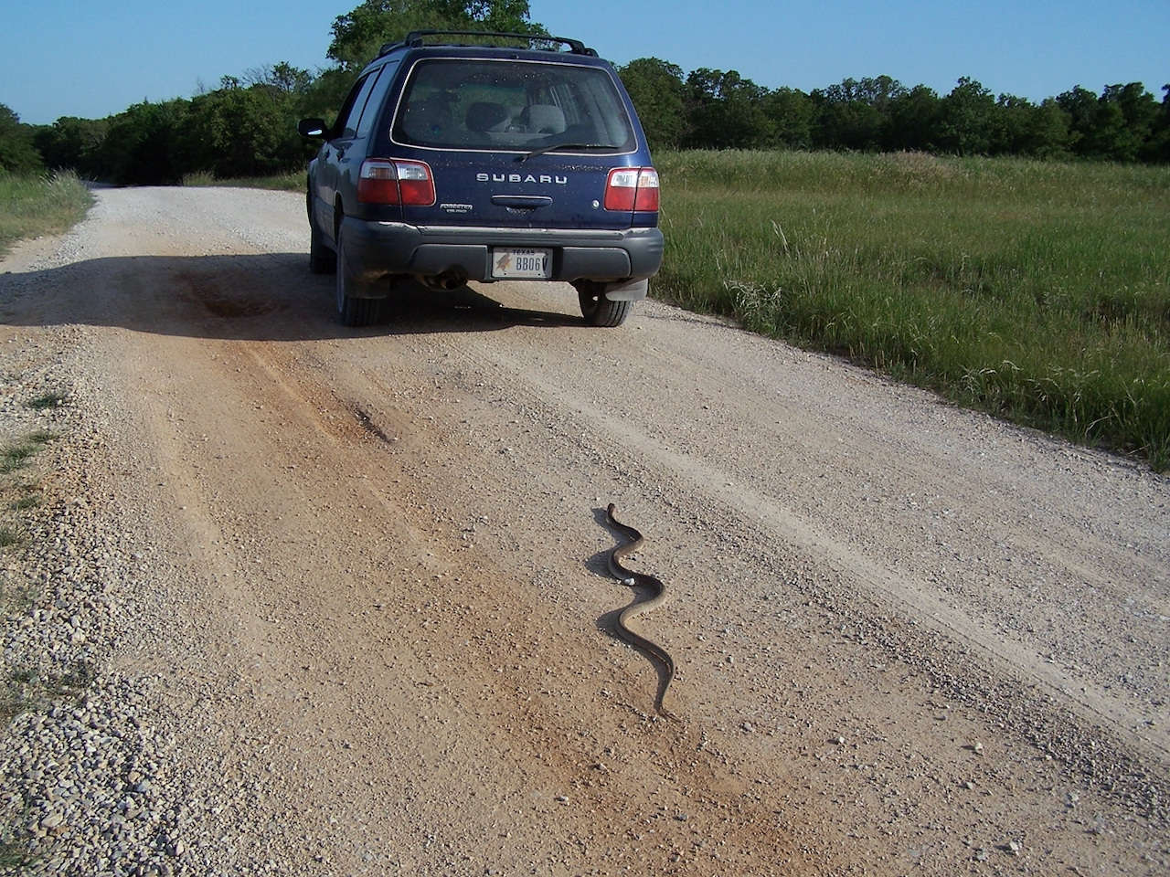 A Most Athletic Snake | Our Lives In Nature