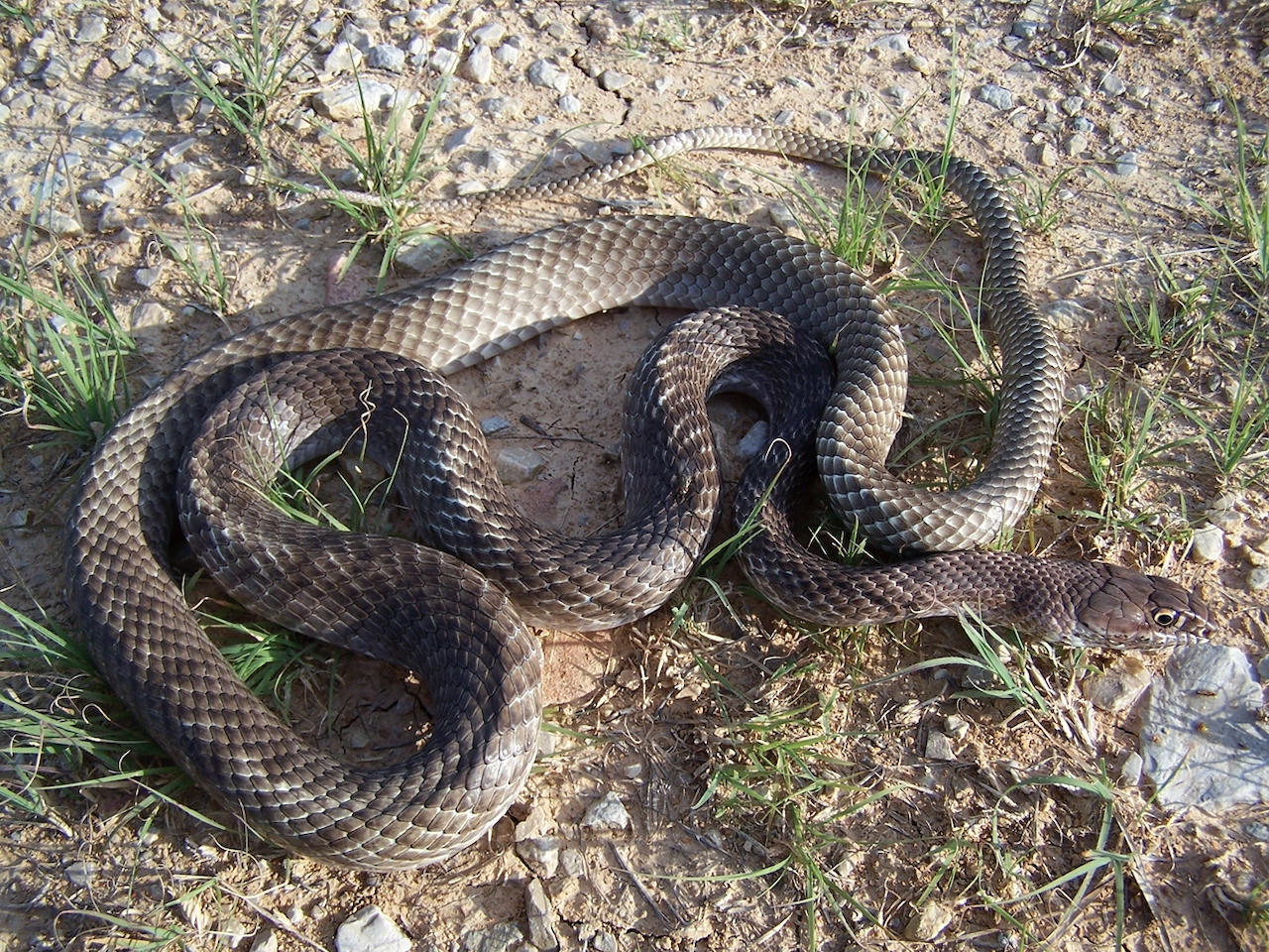 A Most Athletic Snake | Our Lives In Nature