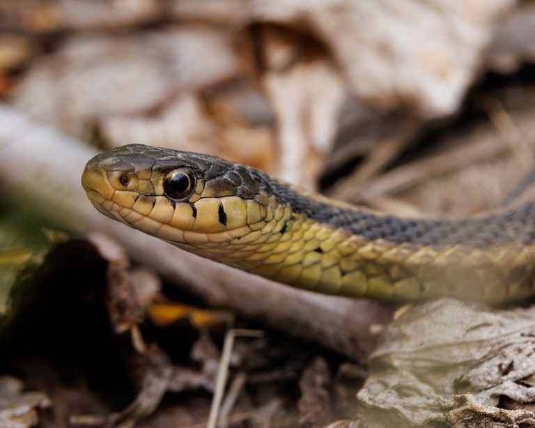 Harmless Snakes, Duvernoy’s Glands, and Venom Glands | Our Lives in Nature