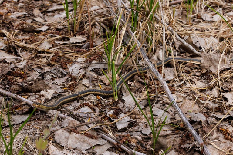 Harmless Snakes, Duvernoy’s Glands, and Venom Glands | Our Lives in Nature